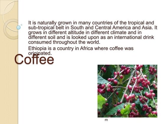 TYPES OF COFFEE.pdf | Food & Drink