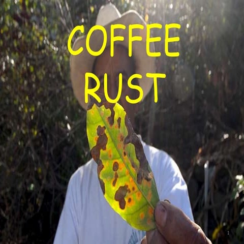Coffee rust | PPTX | Skin and Dermatology | Diseases and Conditions