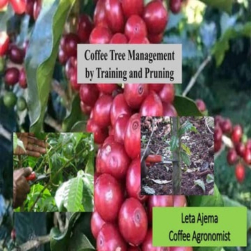 Coffee Tree managenments ( Hawassa, ECTA).pptx