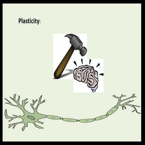 Neuroplasticity and related concepts in Cognition | PDF