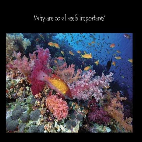 Coral Reef | PPSX | Geography | Science