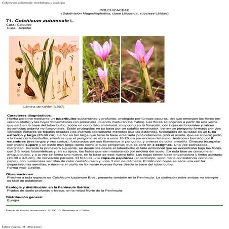 Colchicum autumnale morfologia y ecologia. | PDF