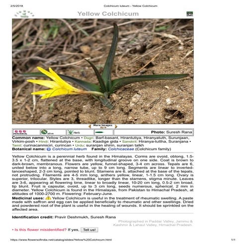 Colchicum luteum yellow colchicum | PDF