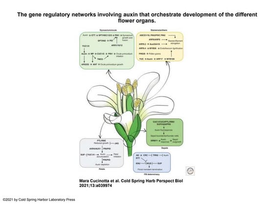 Natural Farming Technology System in Philippine settings | PPTX