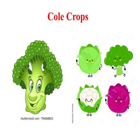 Cultivation Practice of Cole crops (Cauliflower, Cabbage and Broccoli).pptx