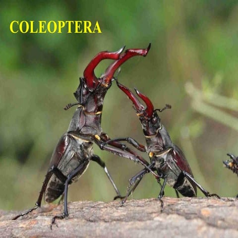 Coleopter.pdf