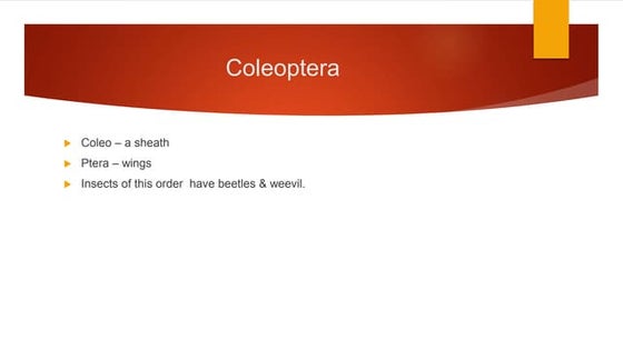Siphunculata classification | PDF