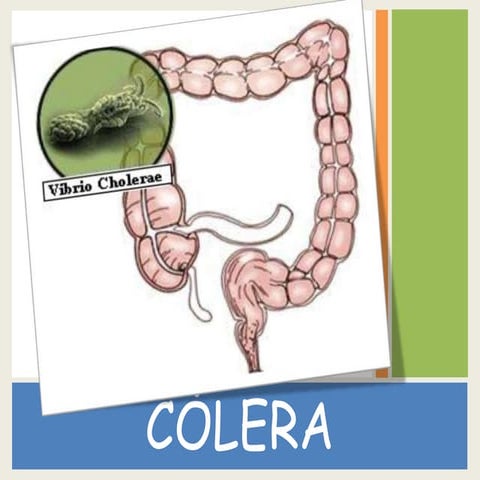 Colera 2 | PPTX
