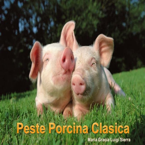 Colera Porcino ó Peste porcina clásica | PPT