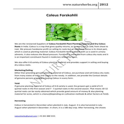 Coleus | PDF