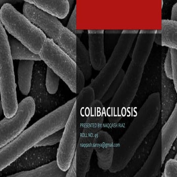Colibacillosis | PPTX