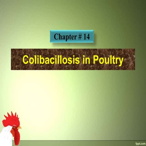 Colibacillosis in poultry | PPT