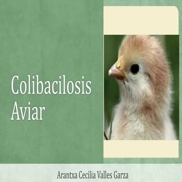 Colibacilosis aviar | PDF