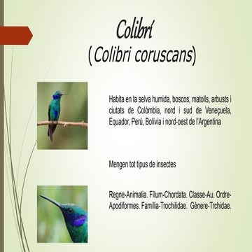 Colibrí | PPTX