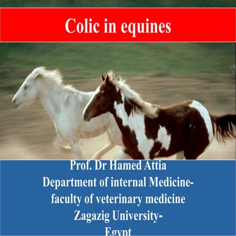 Colic in equines Prof. Dr hamed attia | PDF