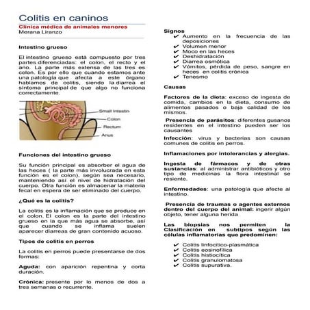La Colitis En Perros Es Dolorosa