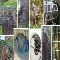Animal Trapping Techniques | PDF