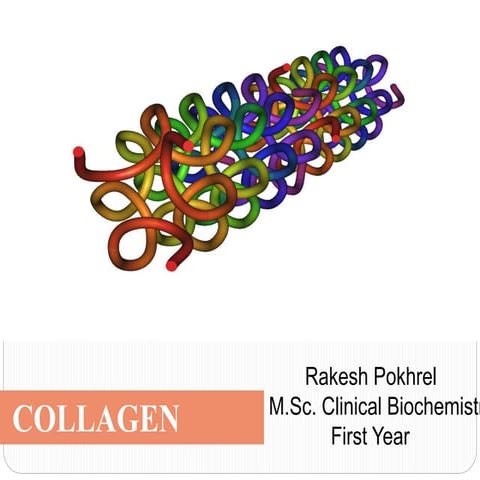 Collagen Structure Collagen Structure New Structure Skin Infographics