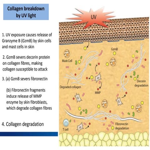 Collagen breakdown by uv light | PPTX
