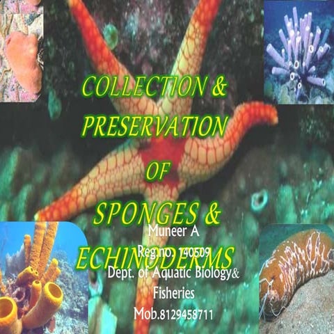 Collection and preservation of sponges and echinoderms | PPTX