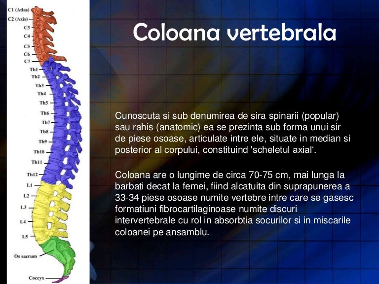 Coloana vertebrala(t l)
