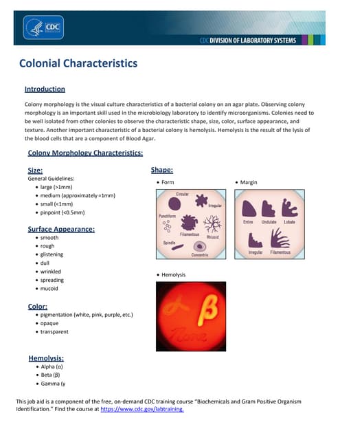 Colony characteristics of bacteria | PPT