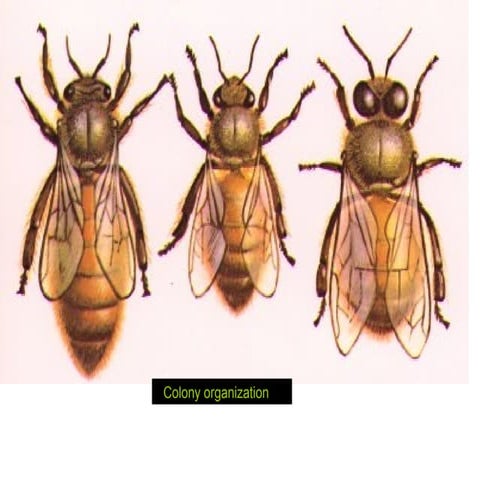 Colony organization in honey bee | PPT