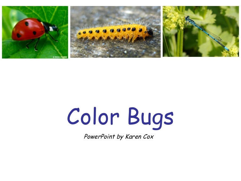 Color Bugs