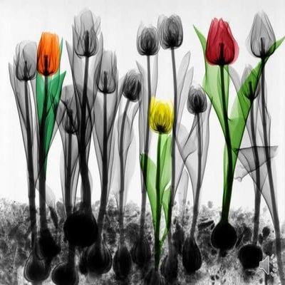 Colorized X- ray photographs By Arie van't Riet | PPSX