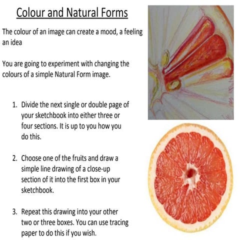 Year 9 Natural Forms boards | PPT