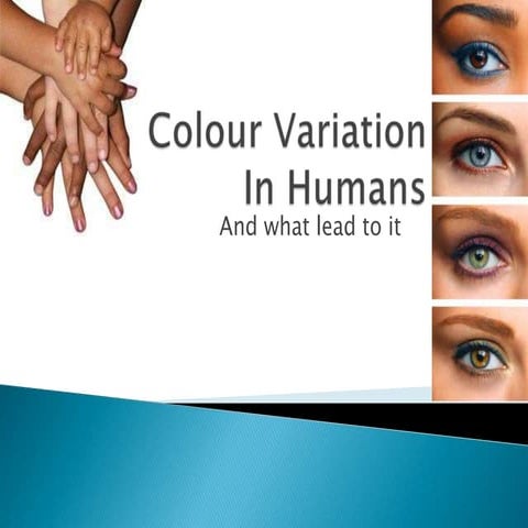 Colour variation in humans | PPT