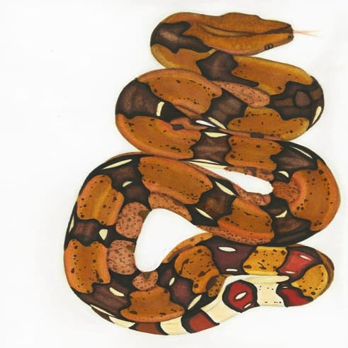 Columbian red tail boa illustration | PDF