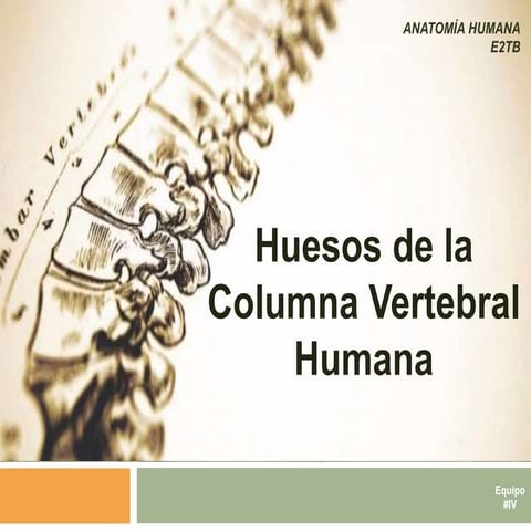 Anatomía de columna vertebral | PPTX