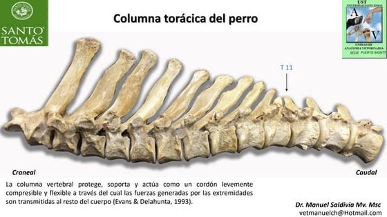 Osteología de neurocraneo de bovino | PDF