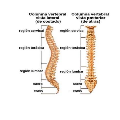 Columna vertebral | DOCX