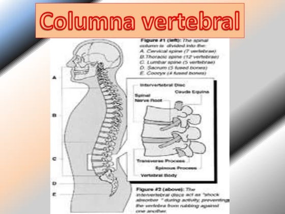 Columna vertebral-vertebra tipo | PPT
