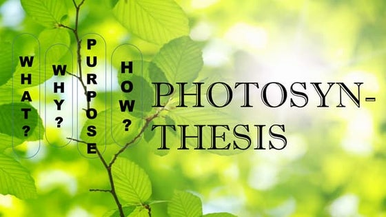 The importance of photosynthesis in the ecosystem | PPTX | Biological ...