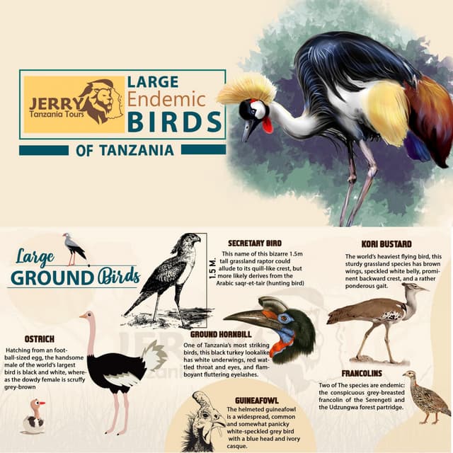 Large Endemic Birds Of Tanzania - A haven for bird Lovers | PDF