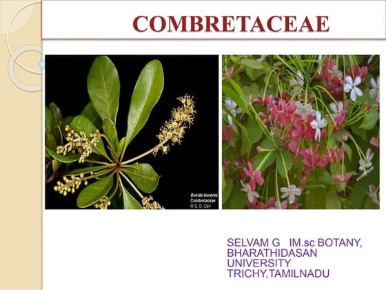 Fabaceae IN TAXONOMY | PPTX