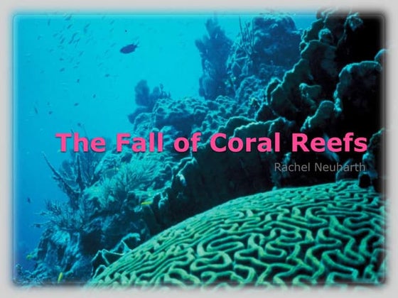Restore Ubin Mangroves (R.U.M.) Initiative pamphlet (English) | PPT
