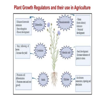 Commercial Application of Plant growth regulators pptx | PPT