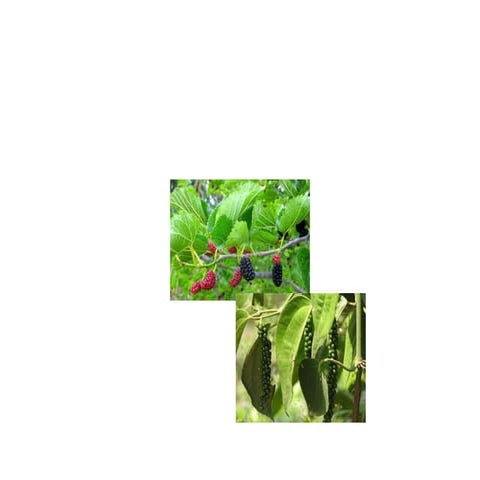 Commercial crops | PPT