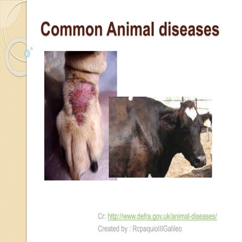 Common animal diseases | PPTX
