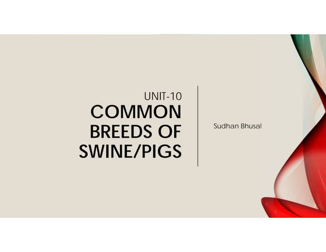 INDIGENOUS BREEDS OF CATTLE IN NEPAL.pptx