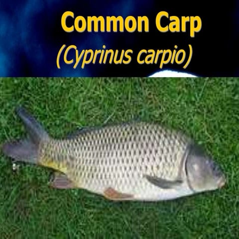 Freshwater Carp