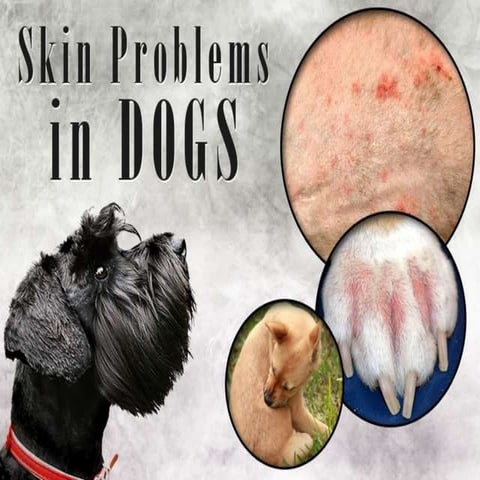 Common Causes of Skin Problems in Dogs | Dr Jennifer Creed | PPTX