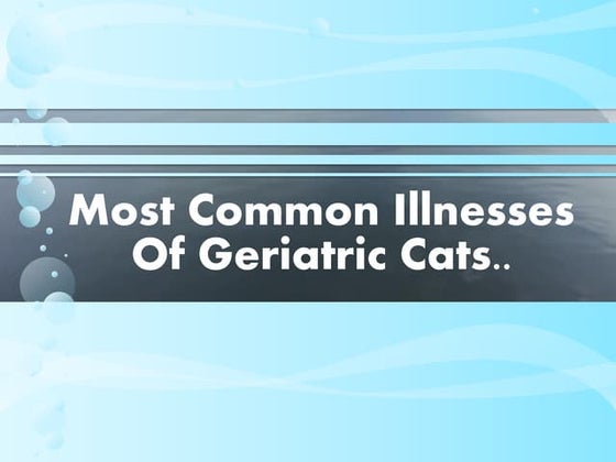 Common Feline Diseases: Symptoms & Preventives | PDF