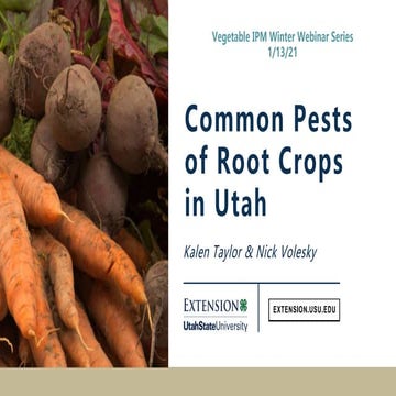 Common Diseases of Root Crops in Utah | PPT