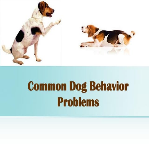 Common Dog Behavior Problems | PDF