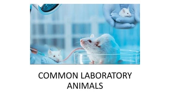Common laboratory animals | PPTX | Biological Sciences | Science
